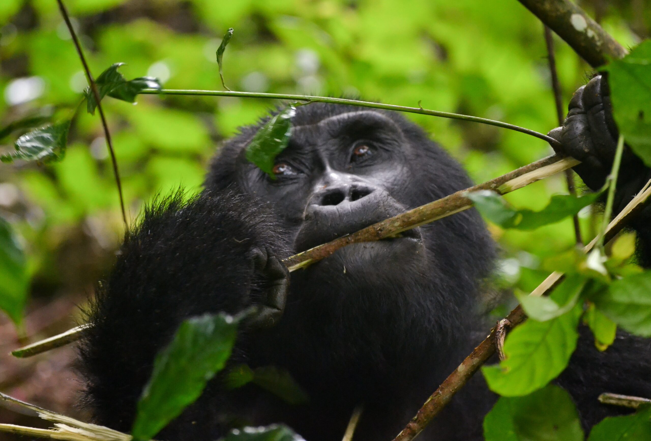 Explore Congo Safaris: Wildlife, Culture & Adventure