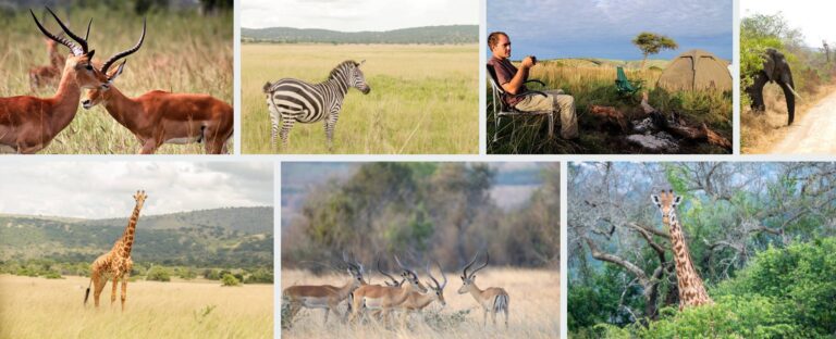 Rwanda Safari: Gorilla Trekking, Wildlife Africa Safaris